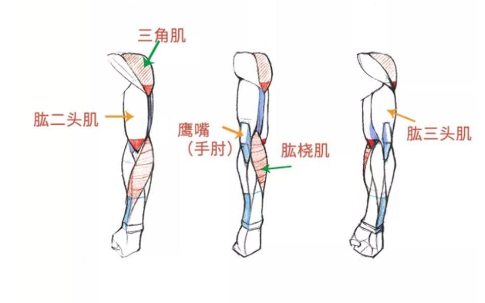 【绘画详细示范教程】人体结构手绘——手臂的基础画法