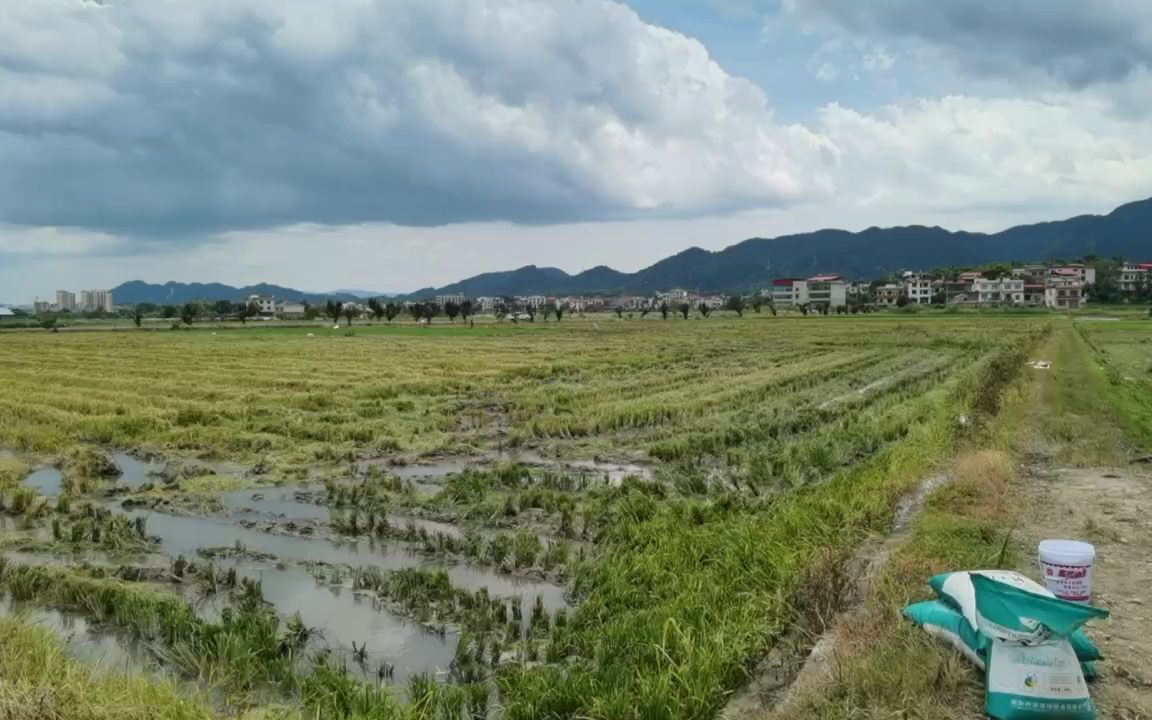 富硒大米