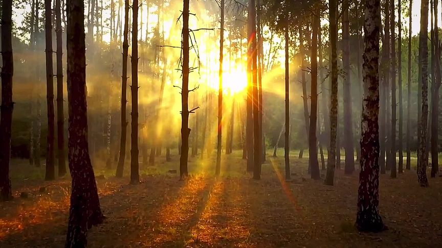 #聆听大自然 #森林 #唯美意境 树林光线唯美视频素材