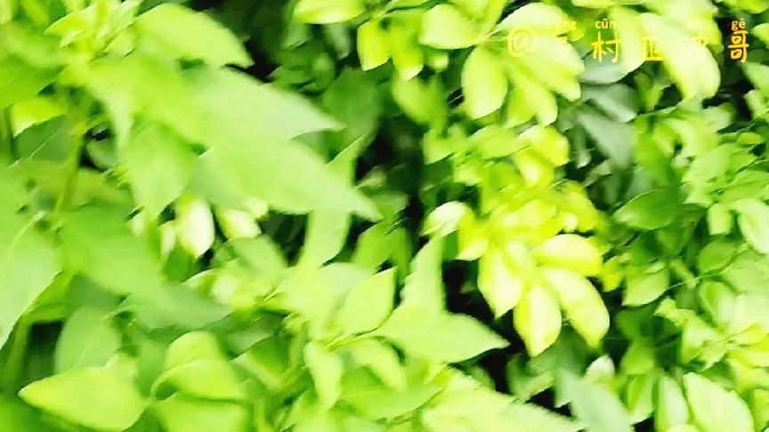 鬼针草的利用与价值分享