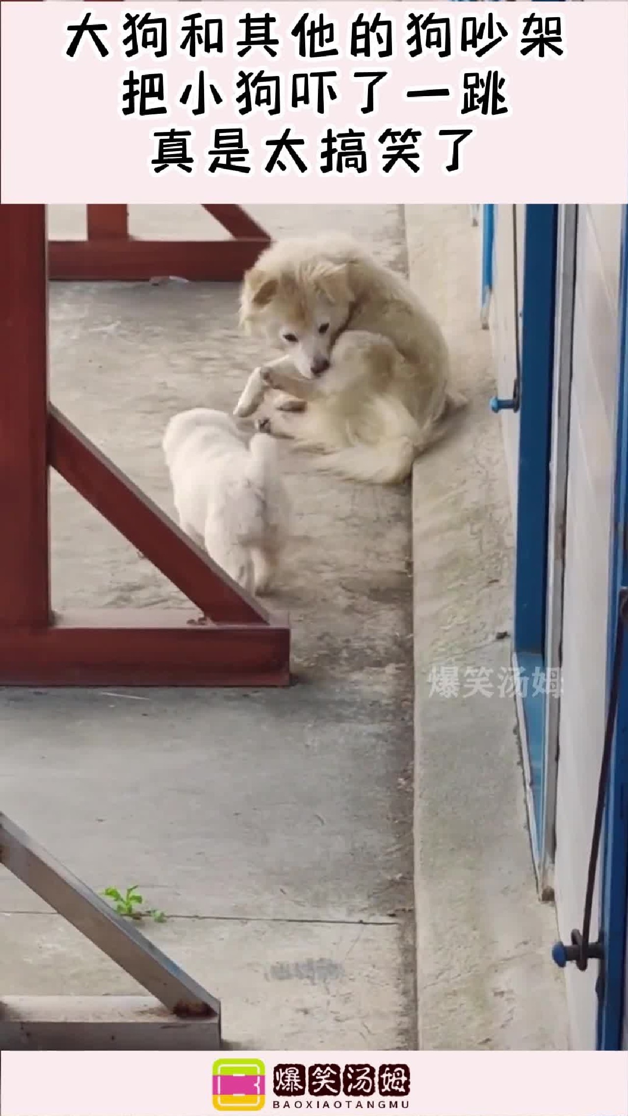 大狗和其他的狗吵架,把小狗吓了一跳,真是太搞笑了