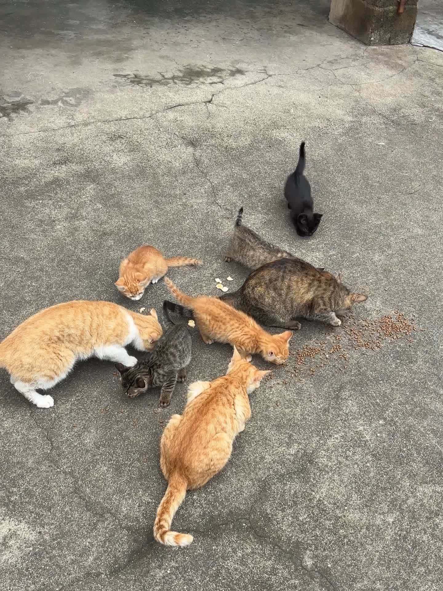 计划生育好~家有宠物 橘猫橘猫