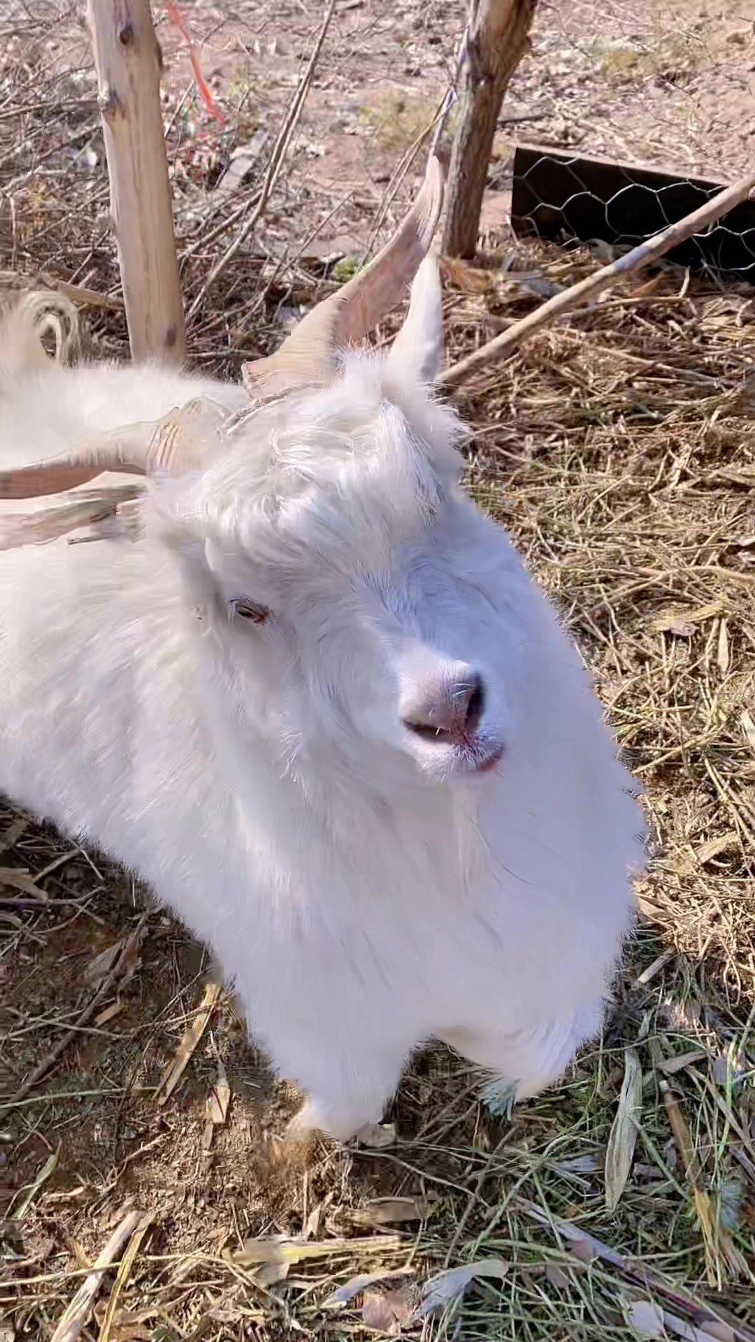 这皮草有点贵,都不让我摸。#小羊羔 #皮草