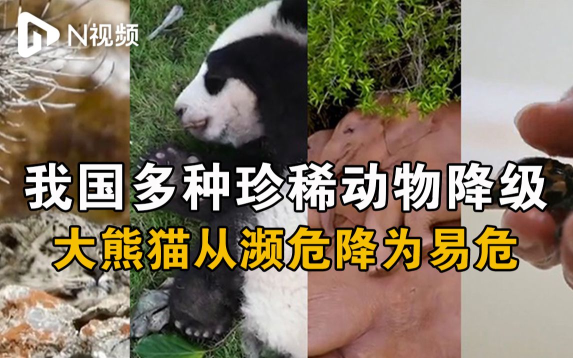 我国多种珍稀动物成功降级,大熊猫已从“濒危”降为“易危”