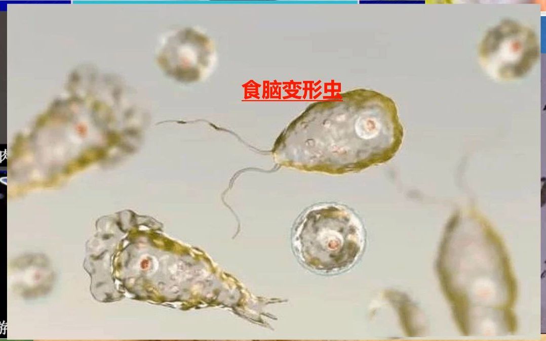...高中生物】必修一1.2细胞的多样性和统一性(新高考新人教版视频课)