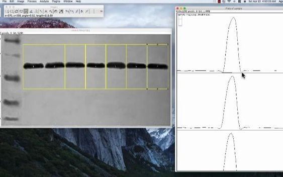 Western blot（WB）条带灰度值分析【ImageJ】