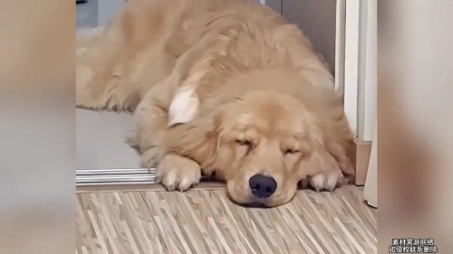 狗狗睡觉时听到主人弹钢琴,爪子不自觉的跟着节奏动了起来