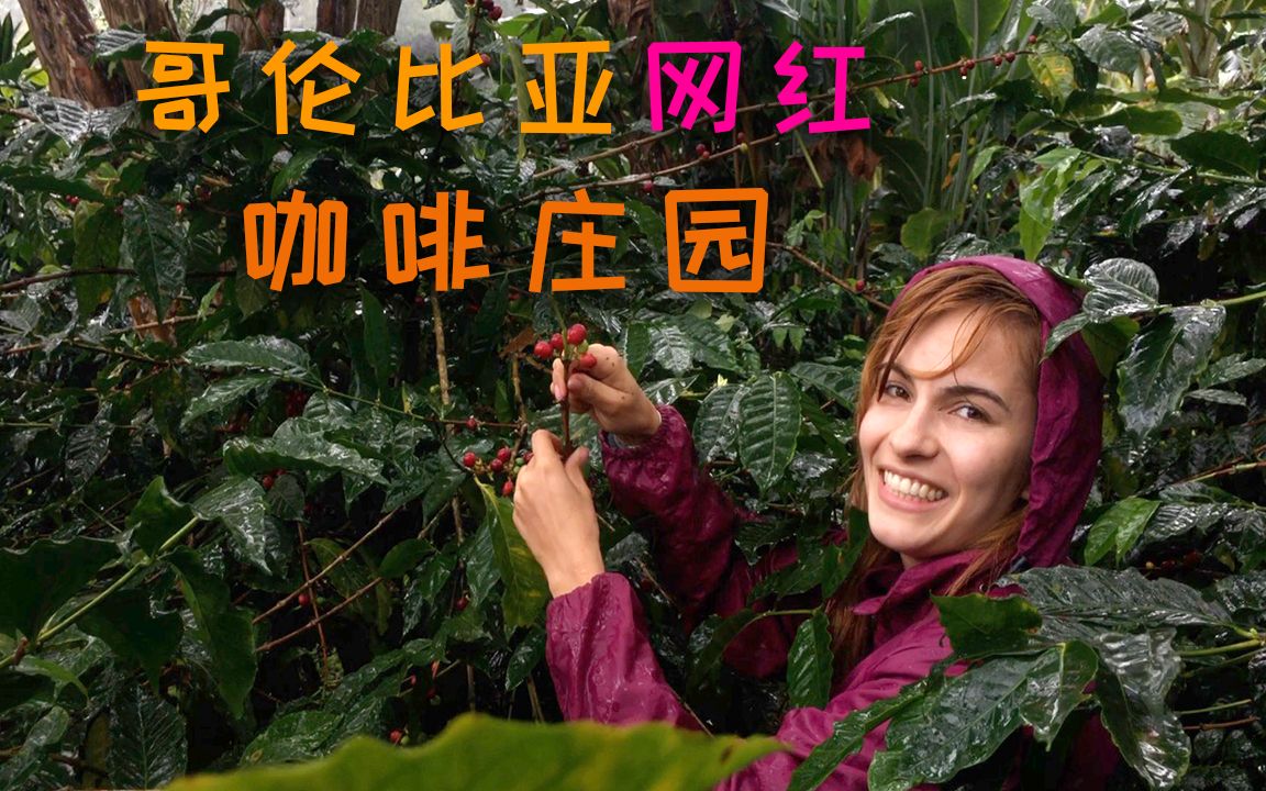 哥伦比亚是咖啡生产大国,杰西卡去哥伦比亚咖啡种植核心地带的一个...