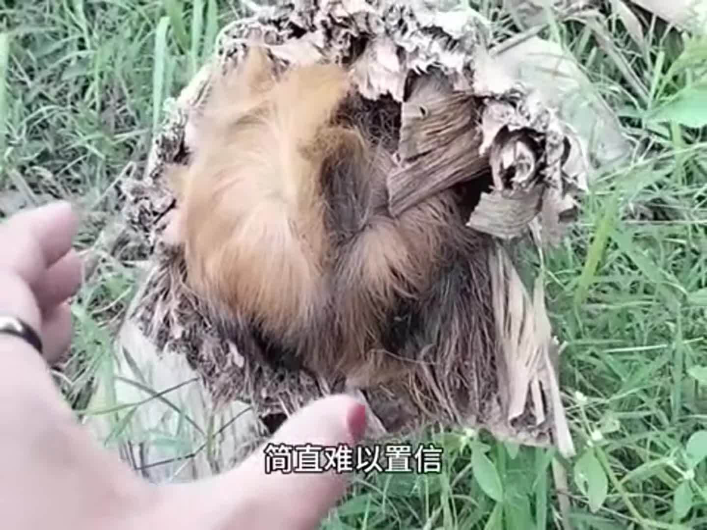 自然领域中极其诡异的场面 #动物科普 #动物世界