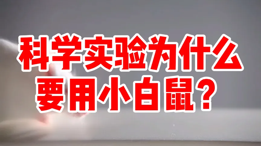 冷知识#小白鼠#实验#科学实验为什么要用小白鼠?