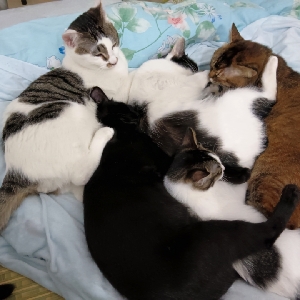 带5只猫去云南生活 