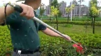 绿篱修剪现场视频
