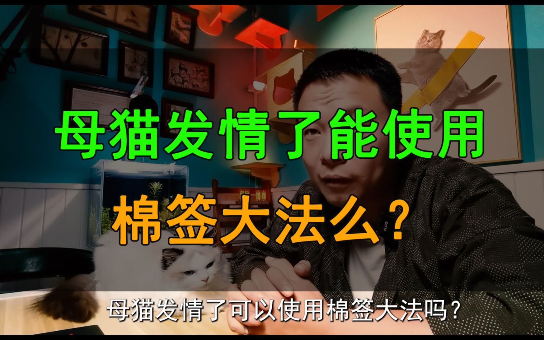 母猫发情怎么办?可以使用棉签大法吗?