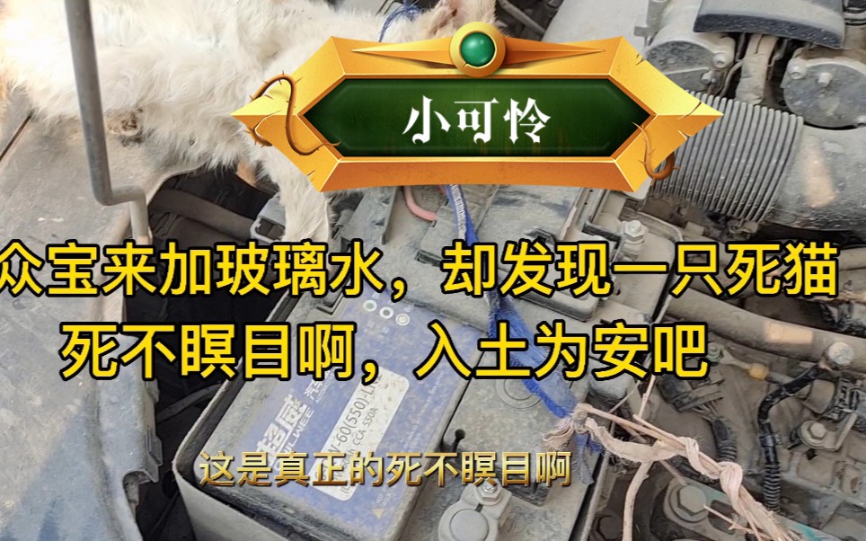 大众宝来只是加个玻璃水,哪曾想发现惊悚一幕!发动机舱竟有只死猫!...