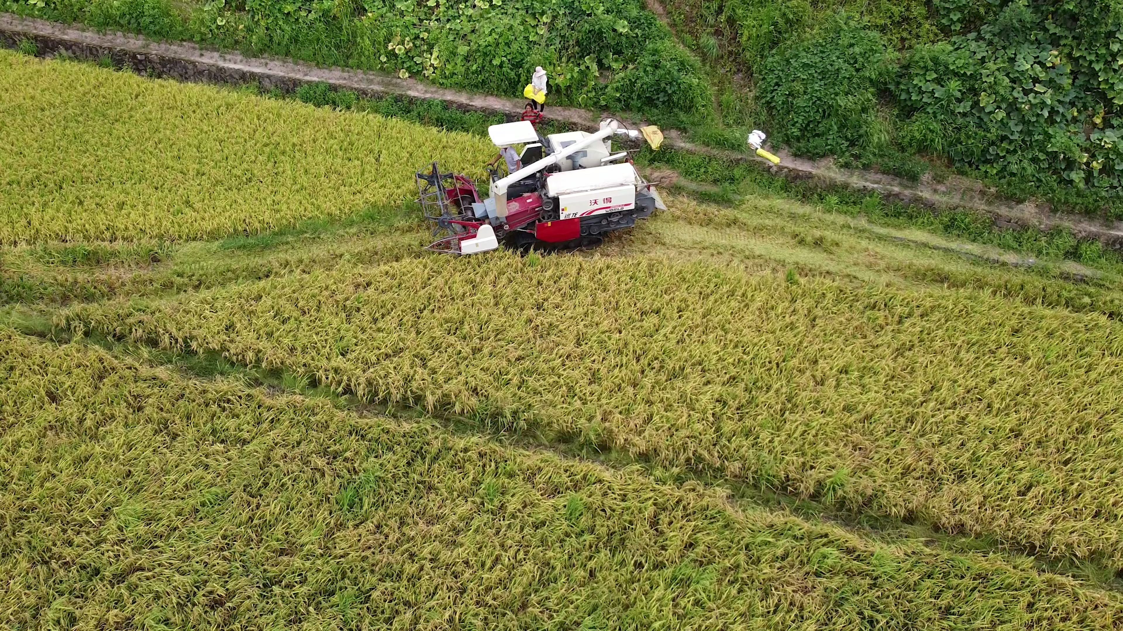 【水稻成熟了】上半年的付出到了收获的时间了