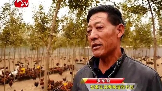 果树种植林下养殖,旅游一体化,让村民收入翻一番