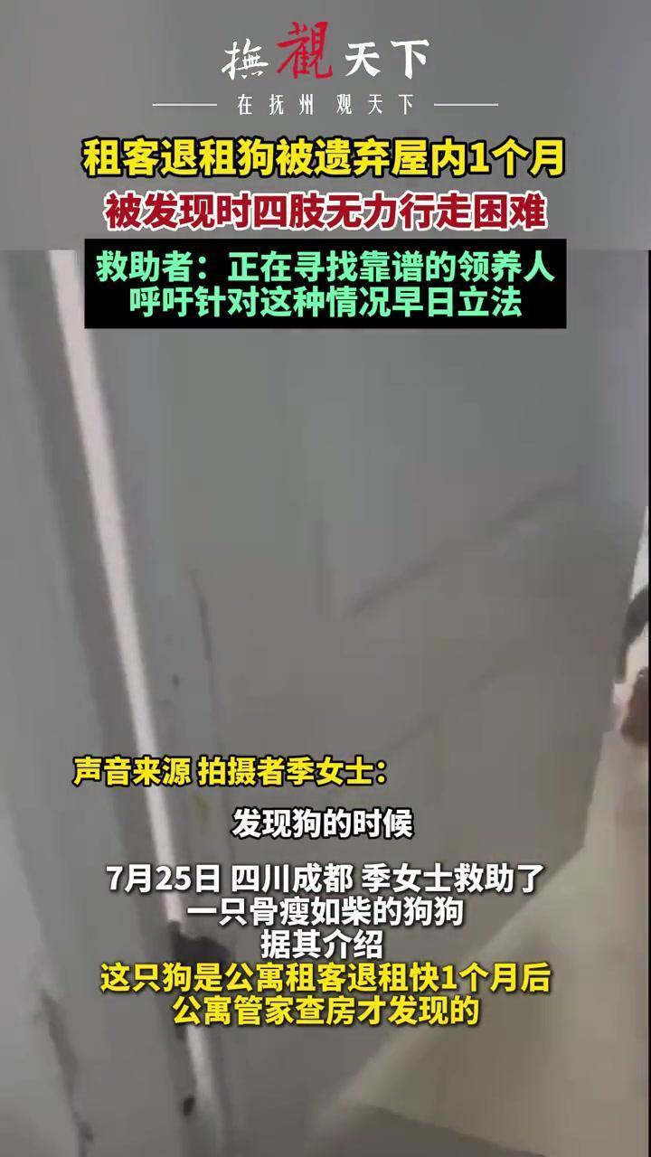 租客退租狗被遗弃屋内1个月,被发现时四肢无力行走困难,救助者:正在...