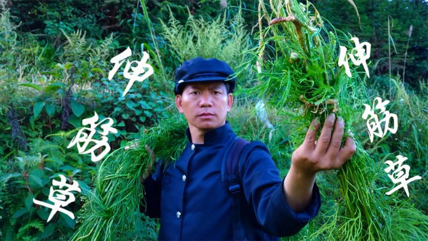 它为什么叫做《伸筋草》,到底有什么作用和价值?我告诉你吧!