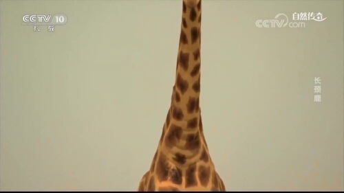 野外难捕捉的神秘生物,摄影师最难对付的拍摄对象