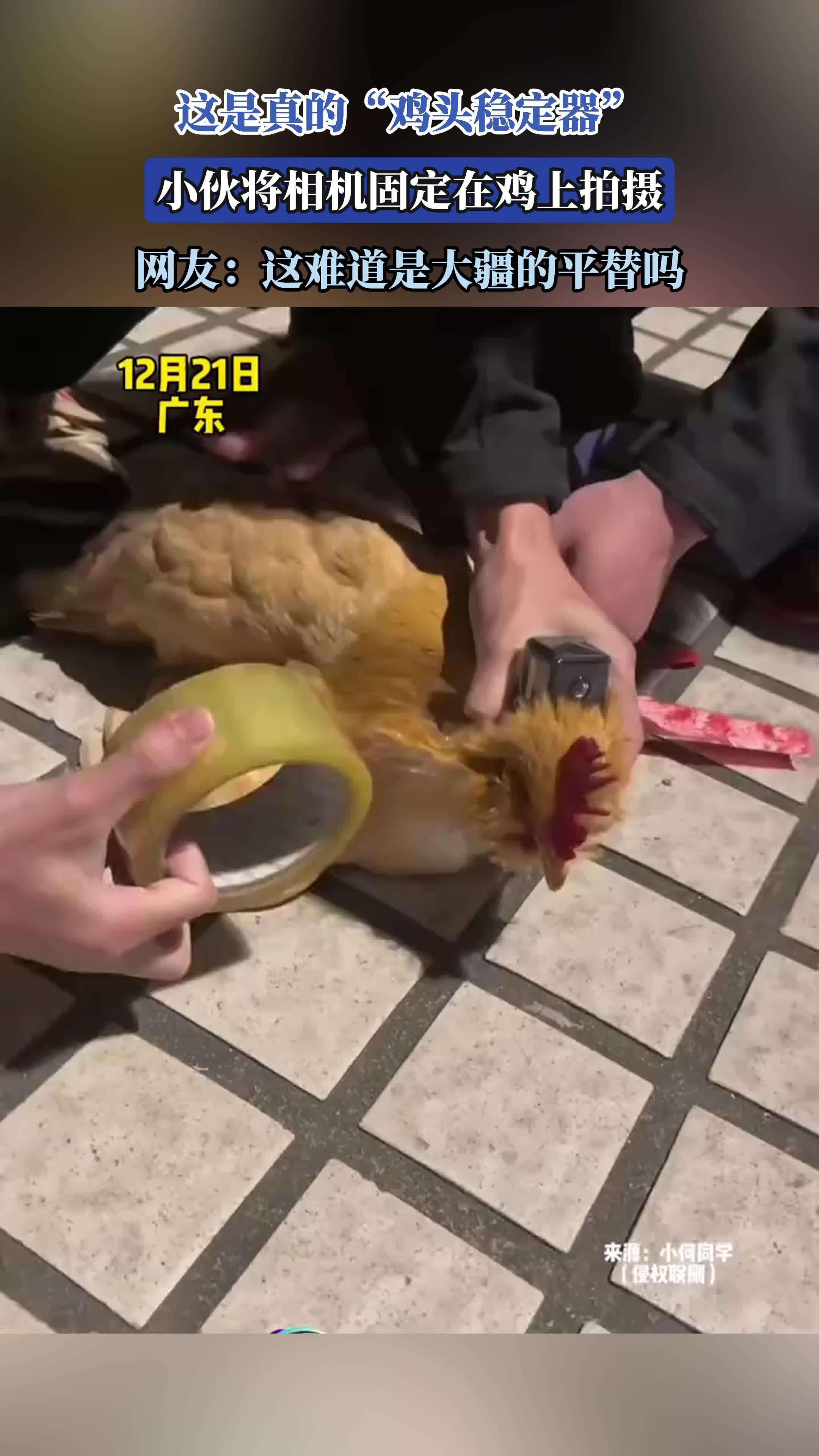 这是真的"鸡头稳定器",小伙将相机固定在鸡上拍摄