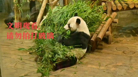 【大熊猫秋浜】我秋大爷腿可长了ߐ�希望大家来看我的时候别拍玻璃...