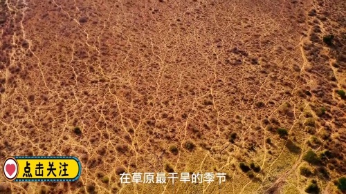 在这个地方,鸟儿们真是繁盛得让树木苦不堪言!