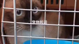 宠物托运,宠物猫狗鸽子等各类宠物接收中转火车飞机专车多种运输...
