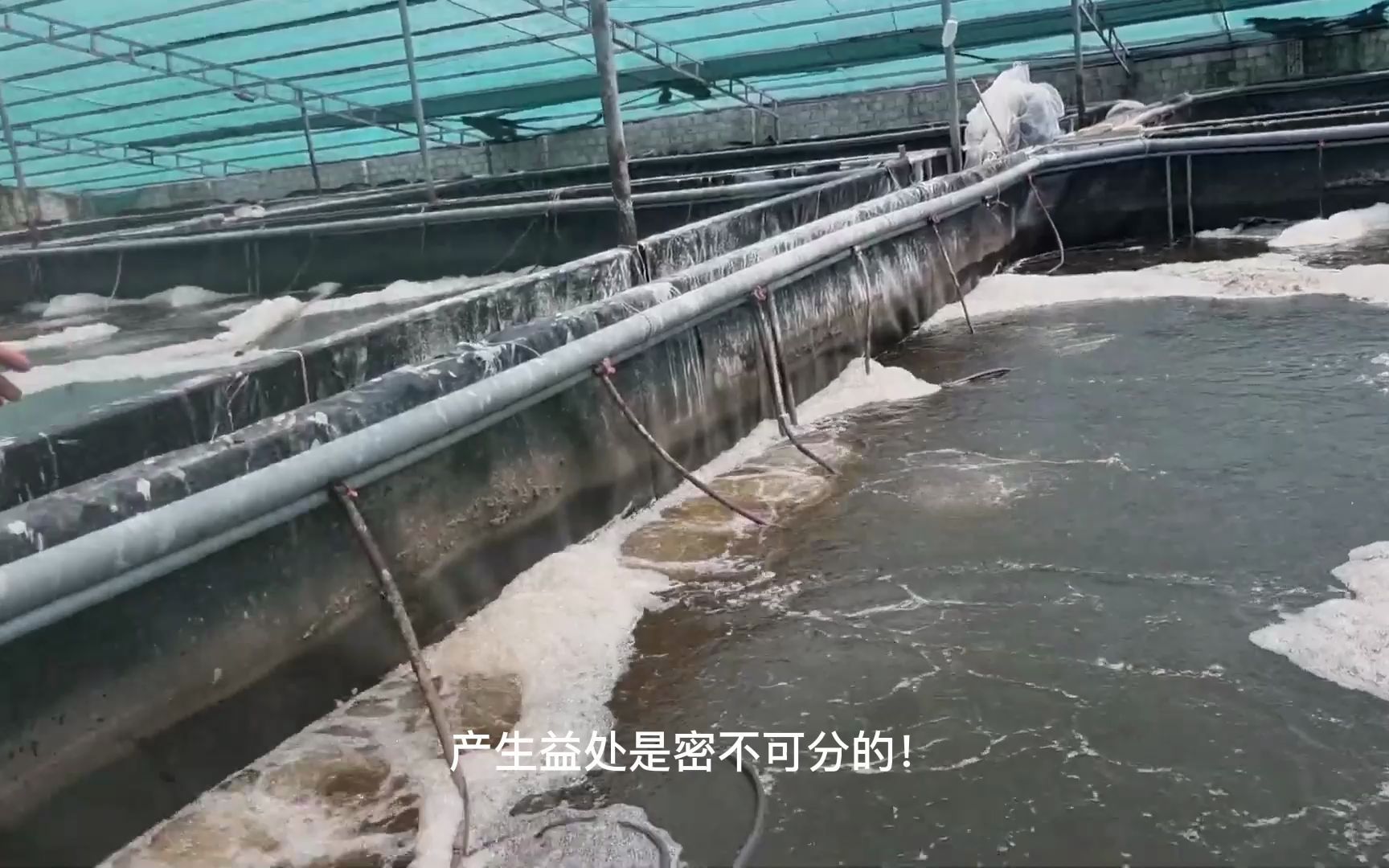 水产养殖中,硅藻为什么成为养殖神器?其中,最重要的是这些!