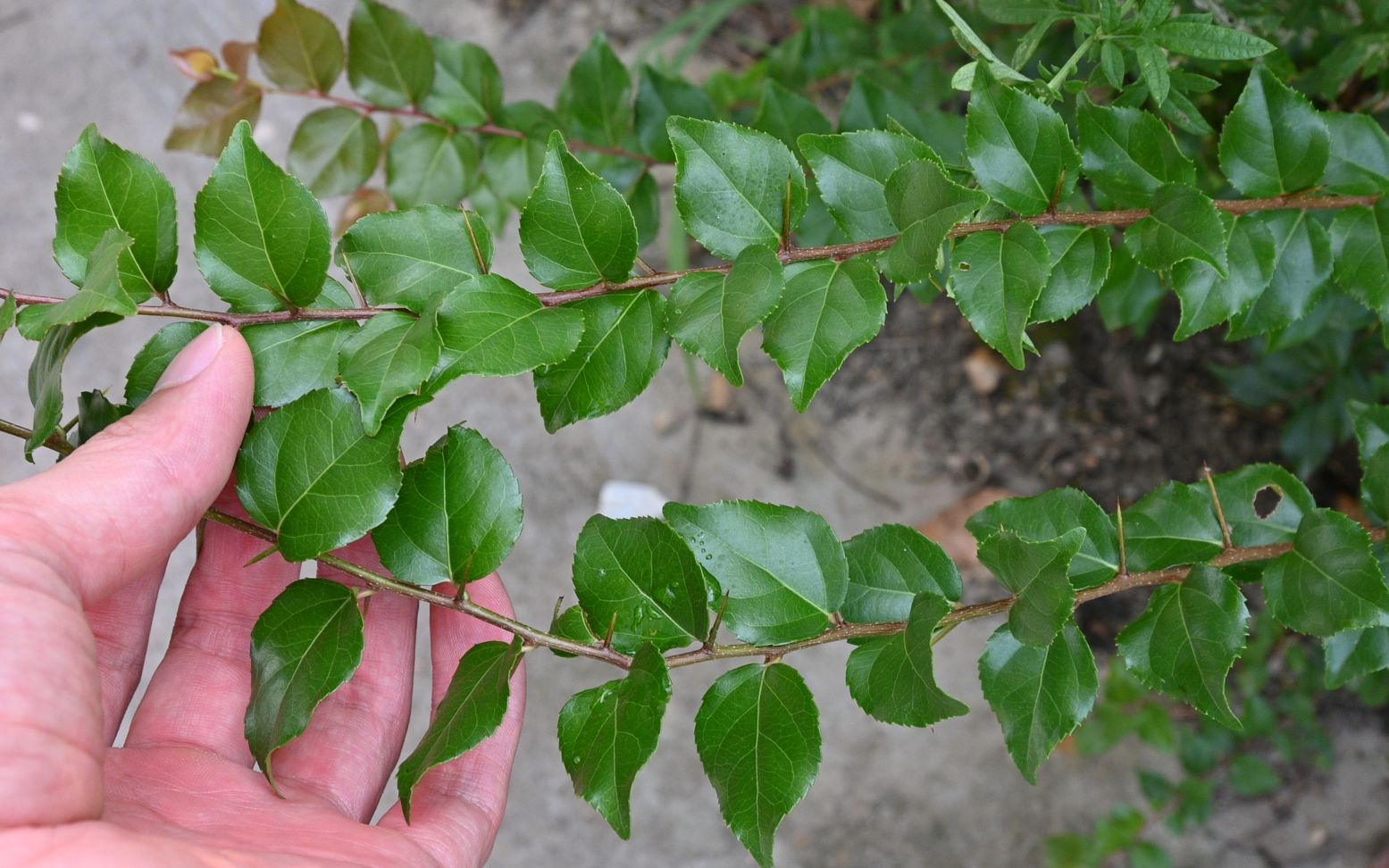 常见的植物与老鼠咬伤有关联?农村小哥带大家一起了解下
