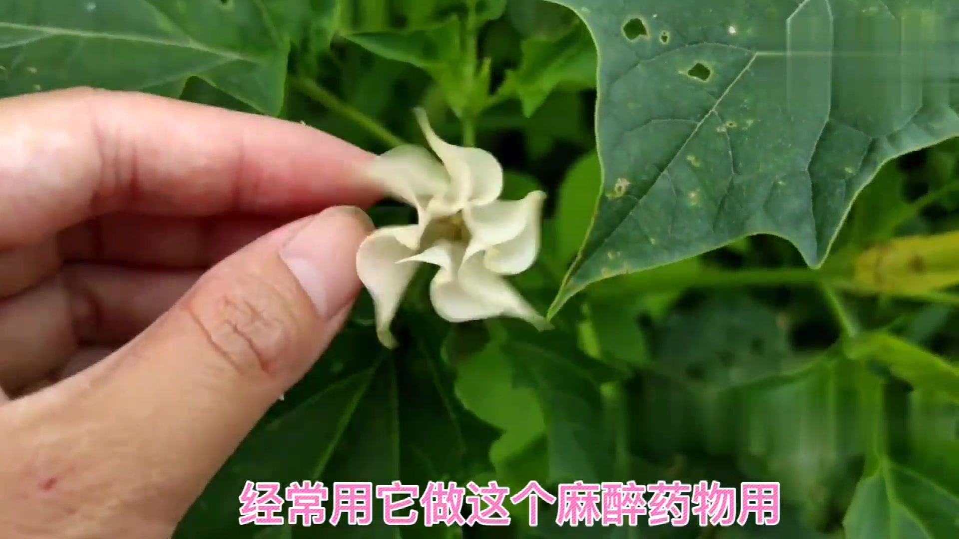 神秘的曼陀罗花,就是常见野草,对白癜风有特殊作用