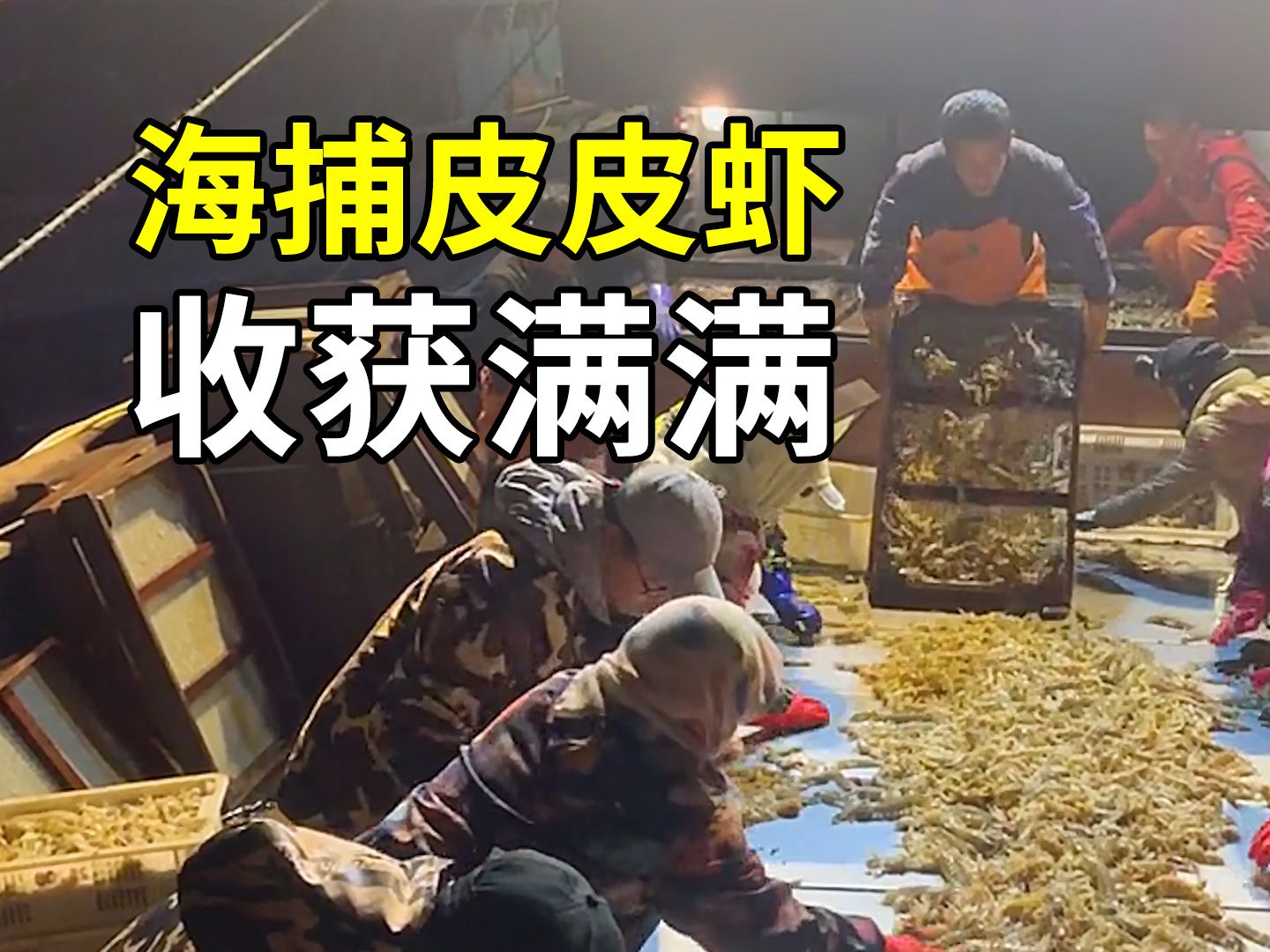 皮皮虾的秘密,不可思议的养殖