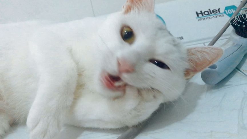 小白无私奉献,在线指导:如何猫式卖萌撒娇扮可爱!