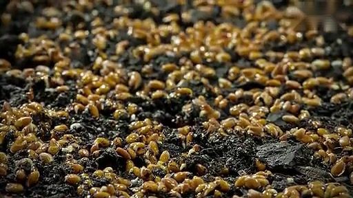 记录植物由种子到开花结果