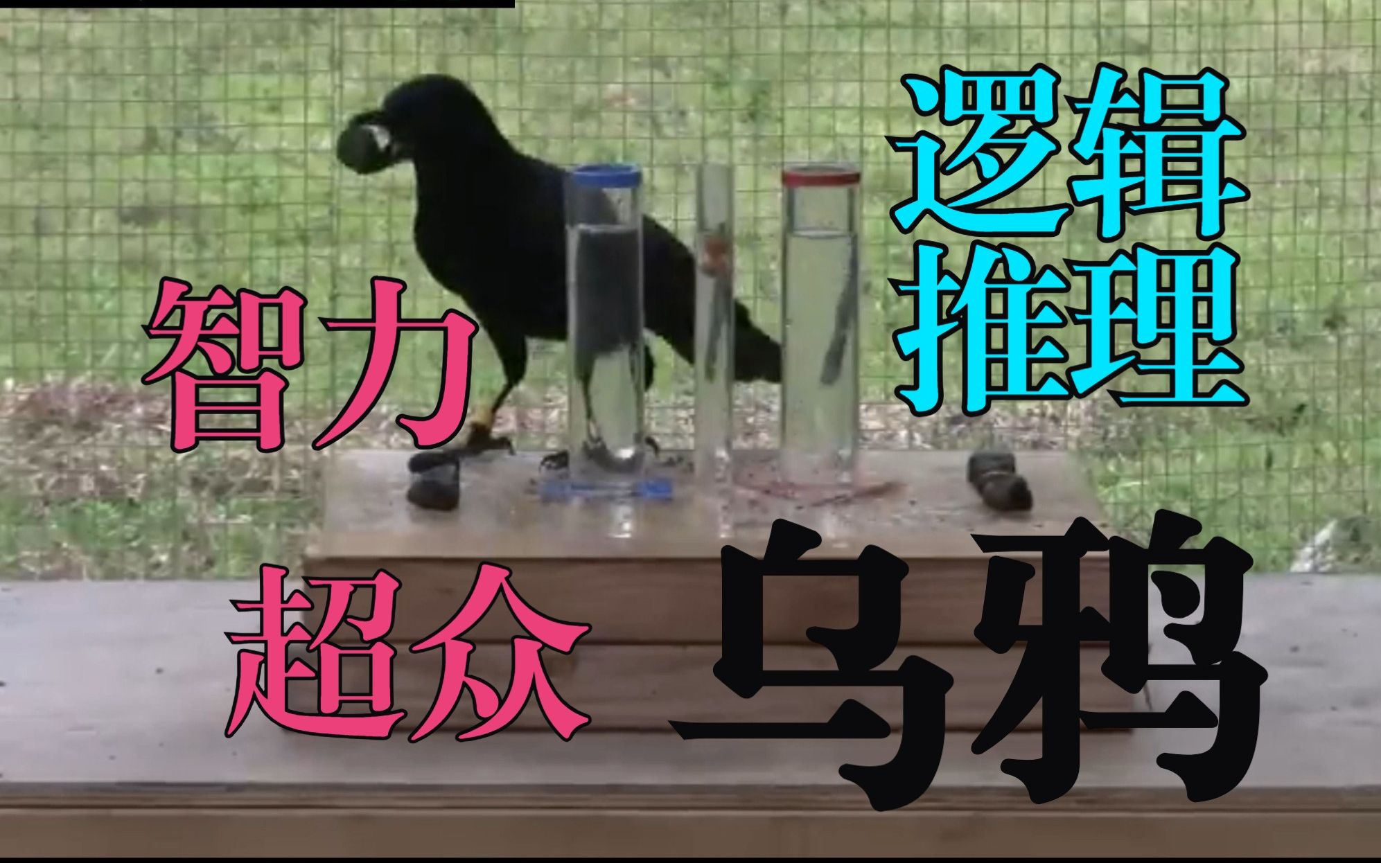 你所不知道的乌鸦--智力超众并能逻辑推理