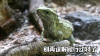 什么是爬行动物?别再误解爬行动物了,不是会爬的都叫爬行动物!