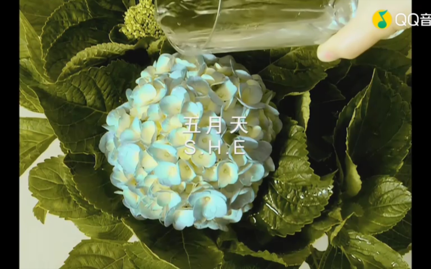 S.H.E《五月天》MV