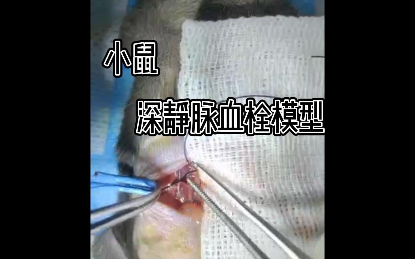 小鼠深静脉血栓疾病模型(教学视频:仅供参考)