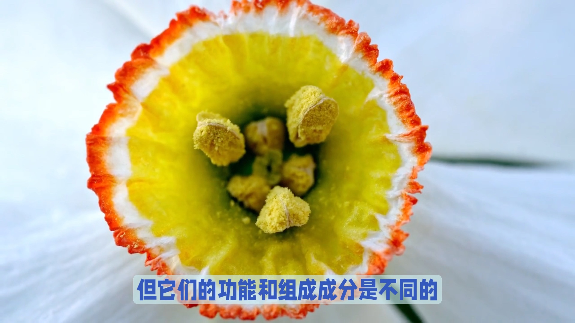水稻的繁殖奥秘:雌蕊与雄蕊的独特作用