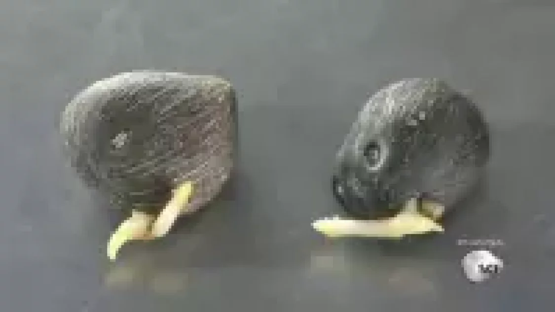 棕榈油的制做全过程, 看了这个过程可以放心的使用了!