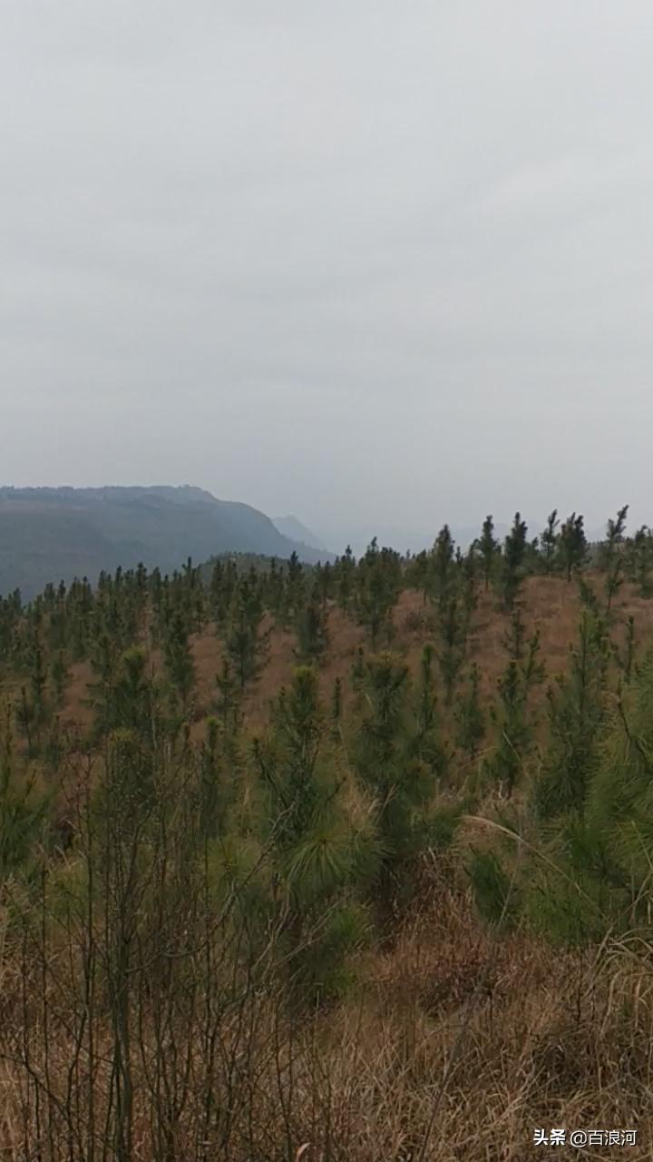 大面积的植树造林,以前是荒山