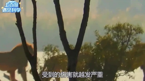 动物科学,年轻雄狮围殴老狮,河马大象也看不下去