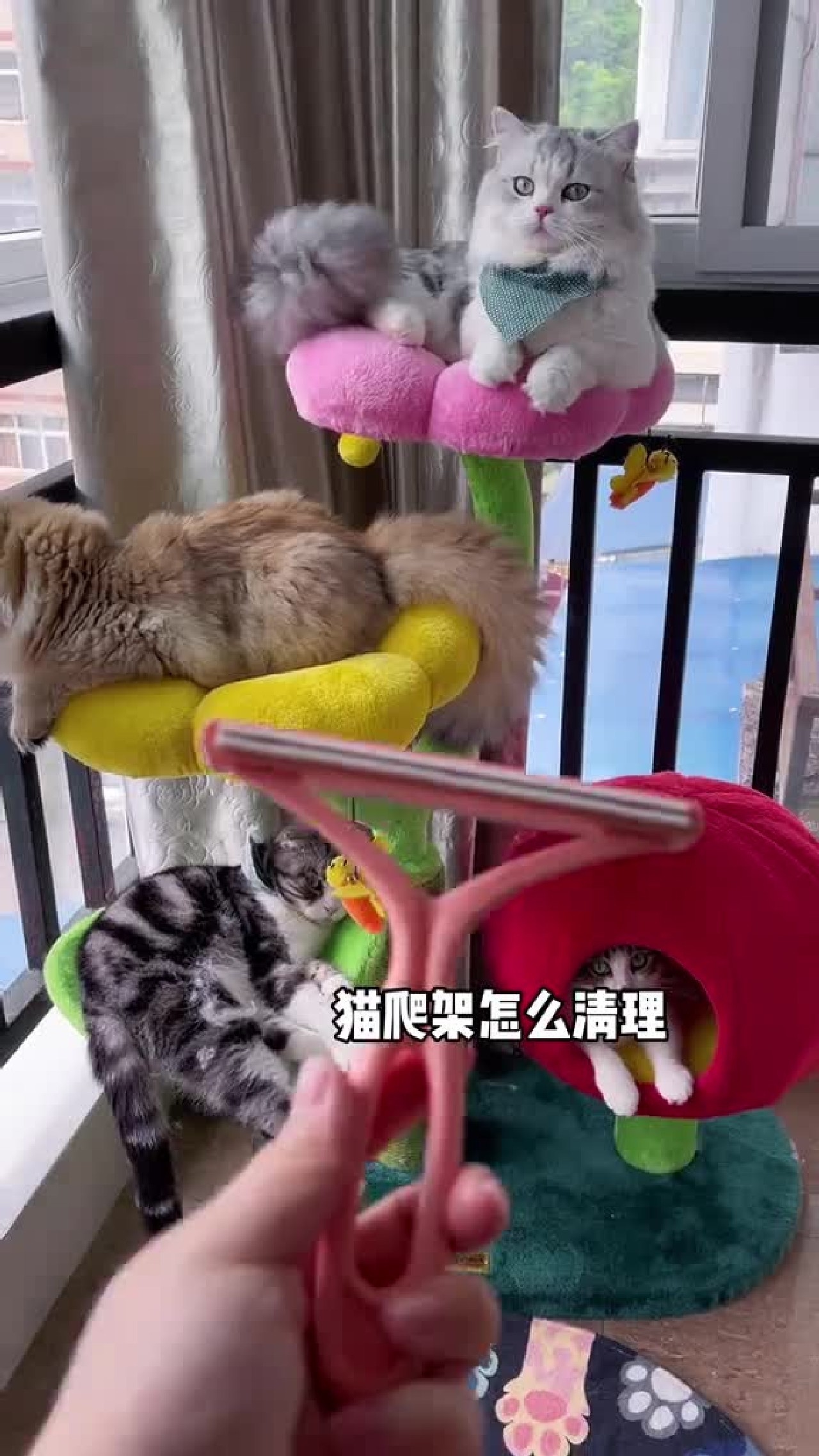 这样清理家里的猫毛真的很解压 快来试试#猫毛解决方案 #