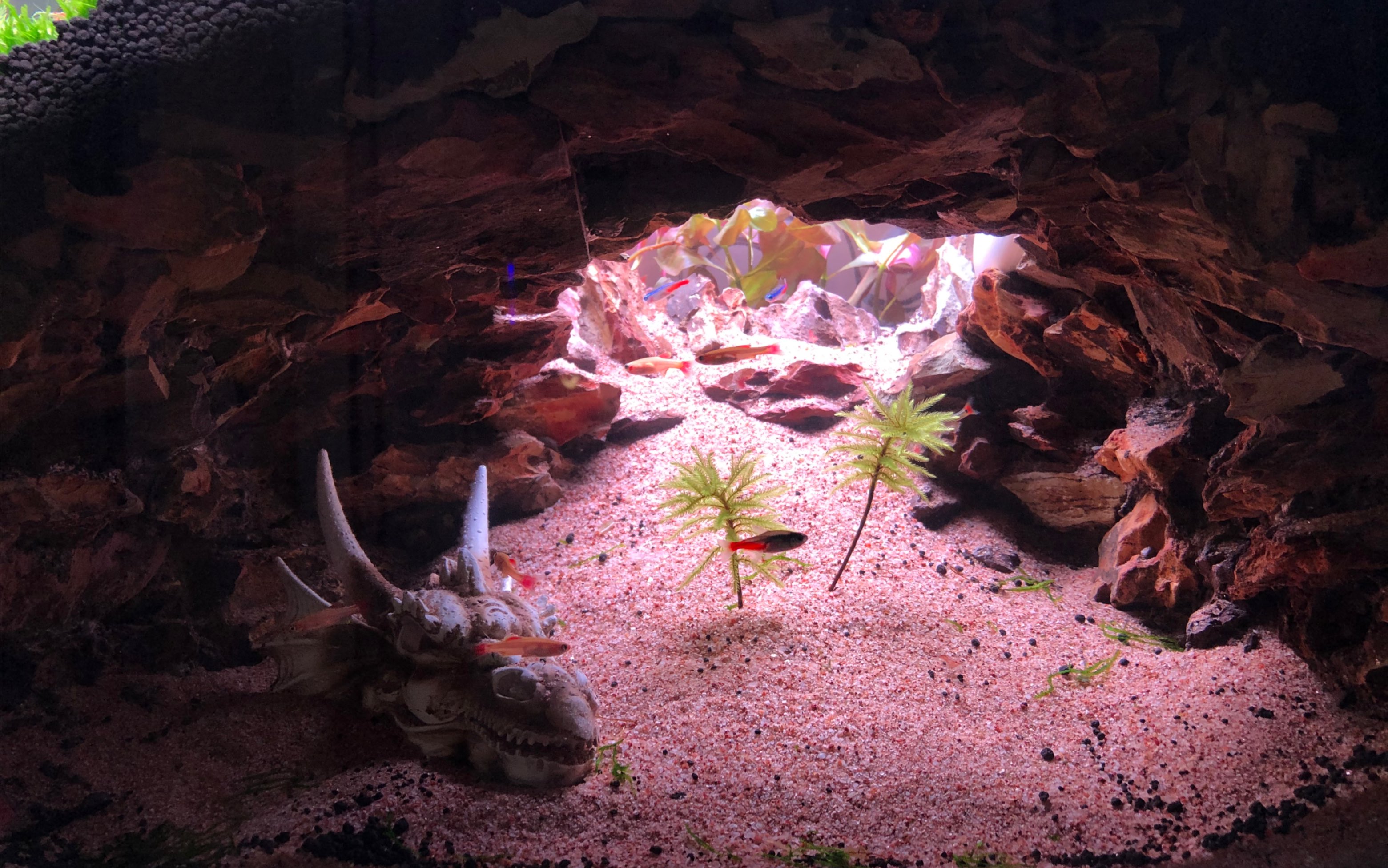 【开始养鱼】开缸