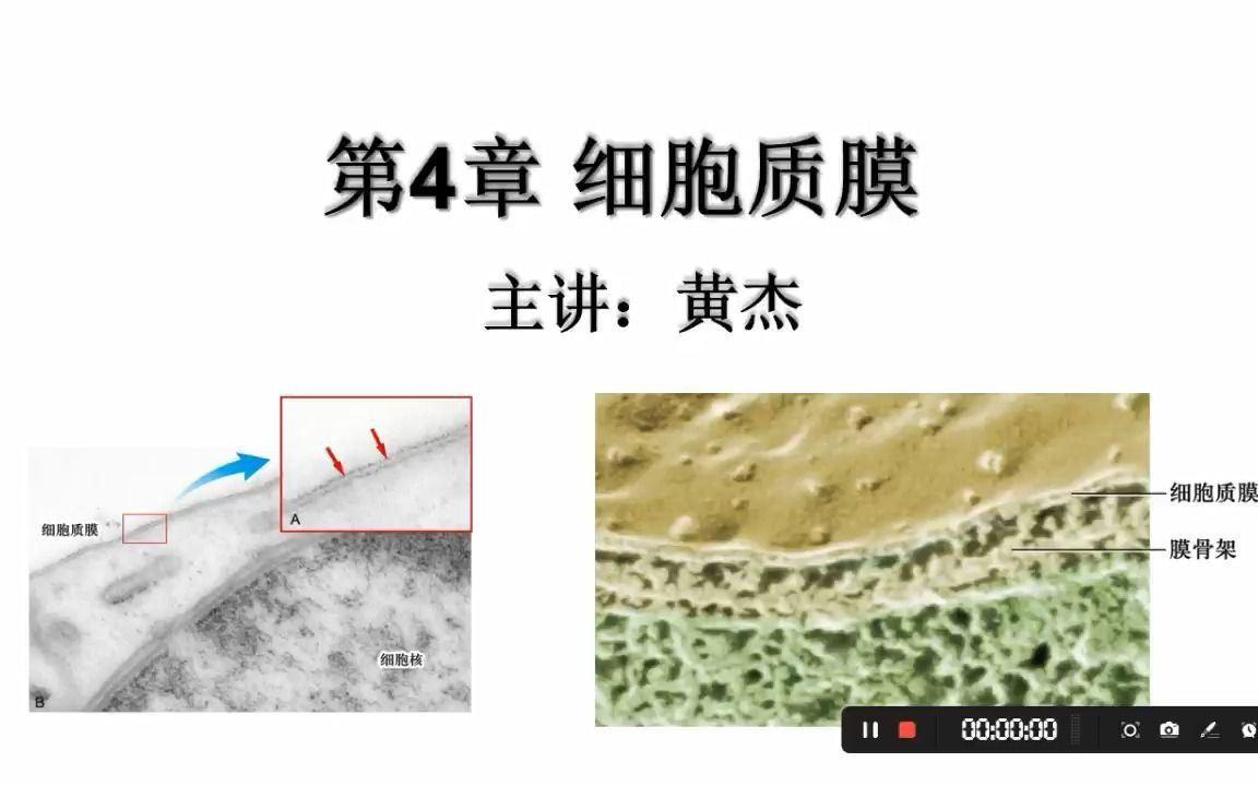 3.4 细胞质膜的流动性和不对称性(生物竞赛)(考研)(新高考)