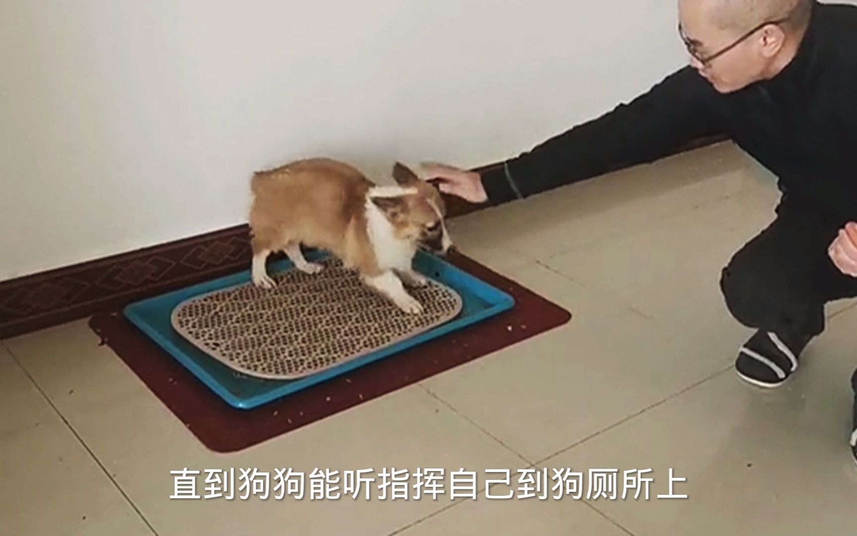 怎么样教柯基定点大小便 柯基犬如何教大小便.mp4