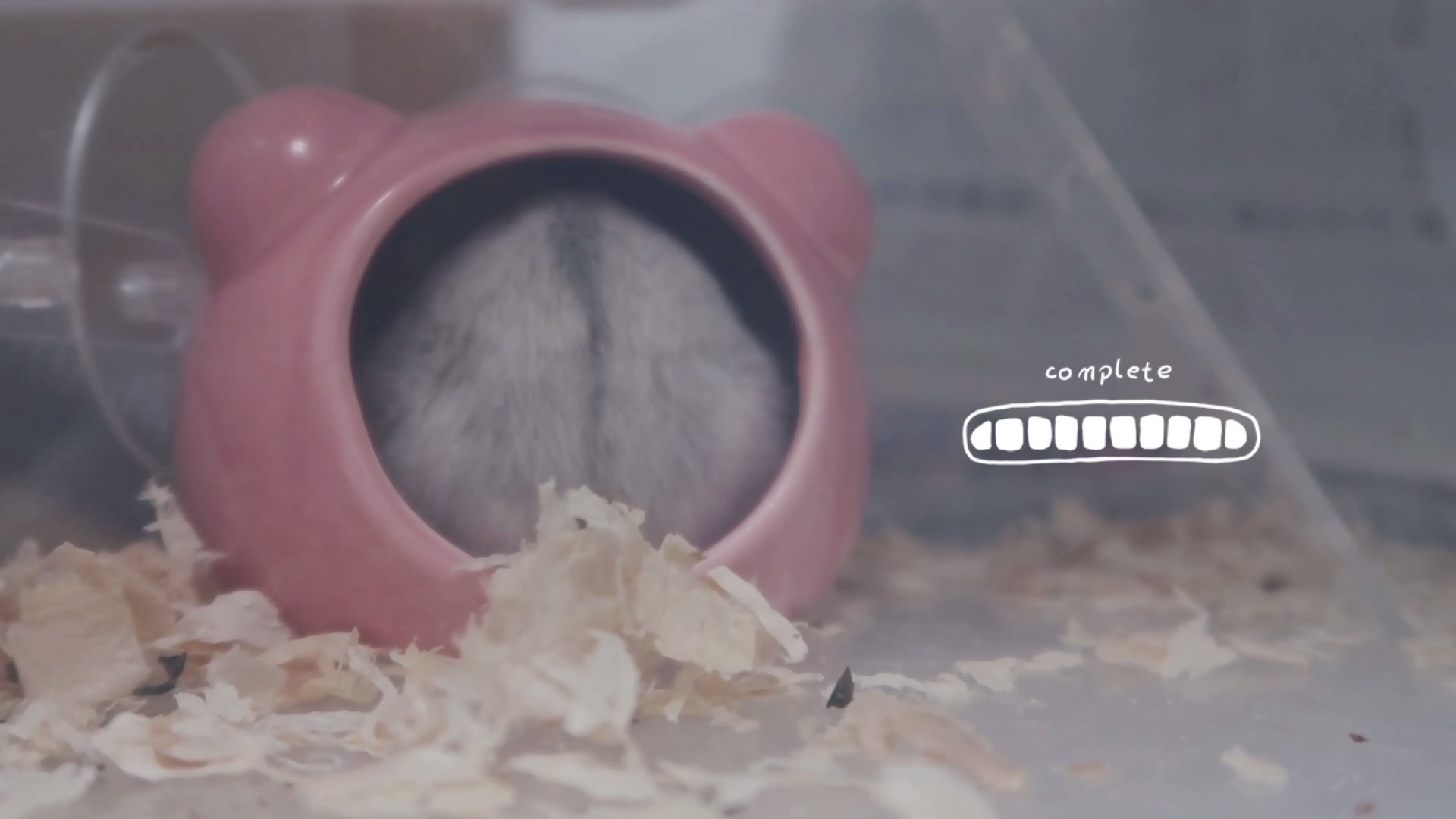 仓鼠观察日记2 之普通到不能普通的日常