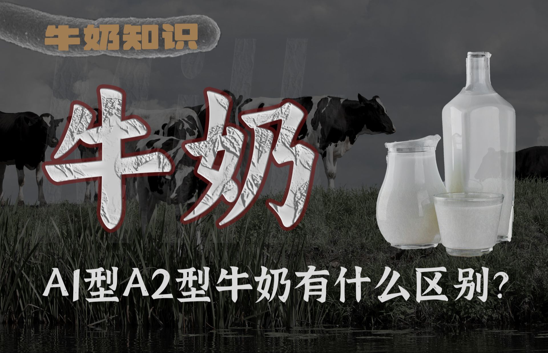 一文搞懂A1、A2型牛奶的区别