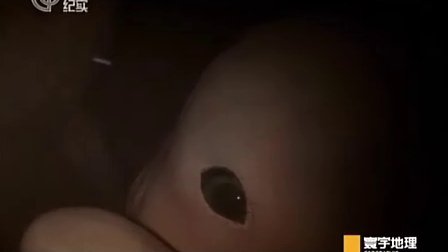 胚胎孕育全过程(上)