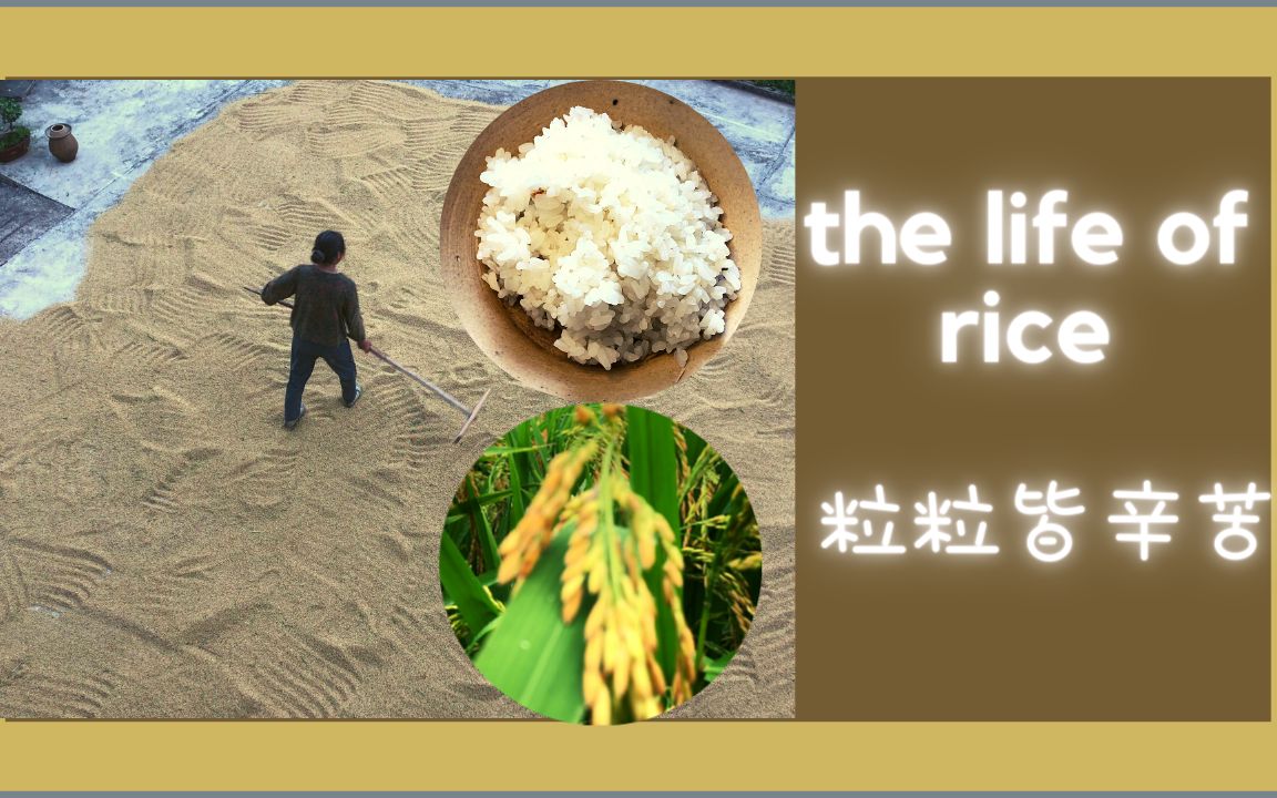 农忙收割季 大米的一生