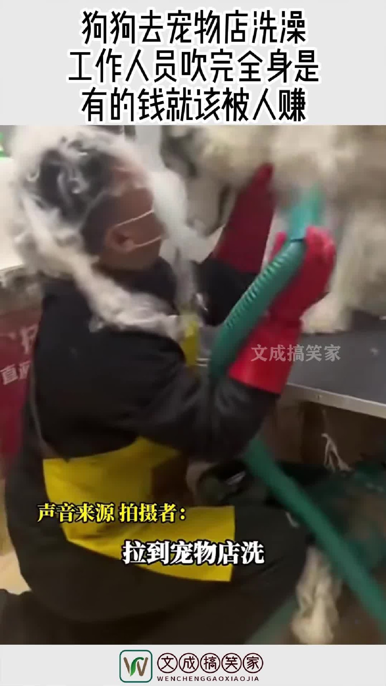 狗狗去宠物店洗澡,工作人员吹完全身,是有的钱就该被人赚!